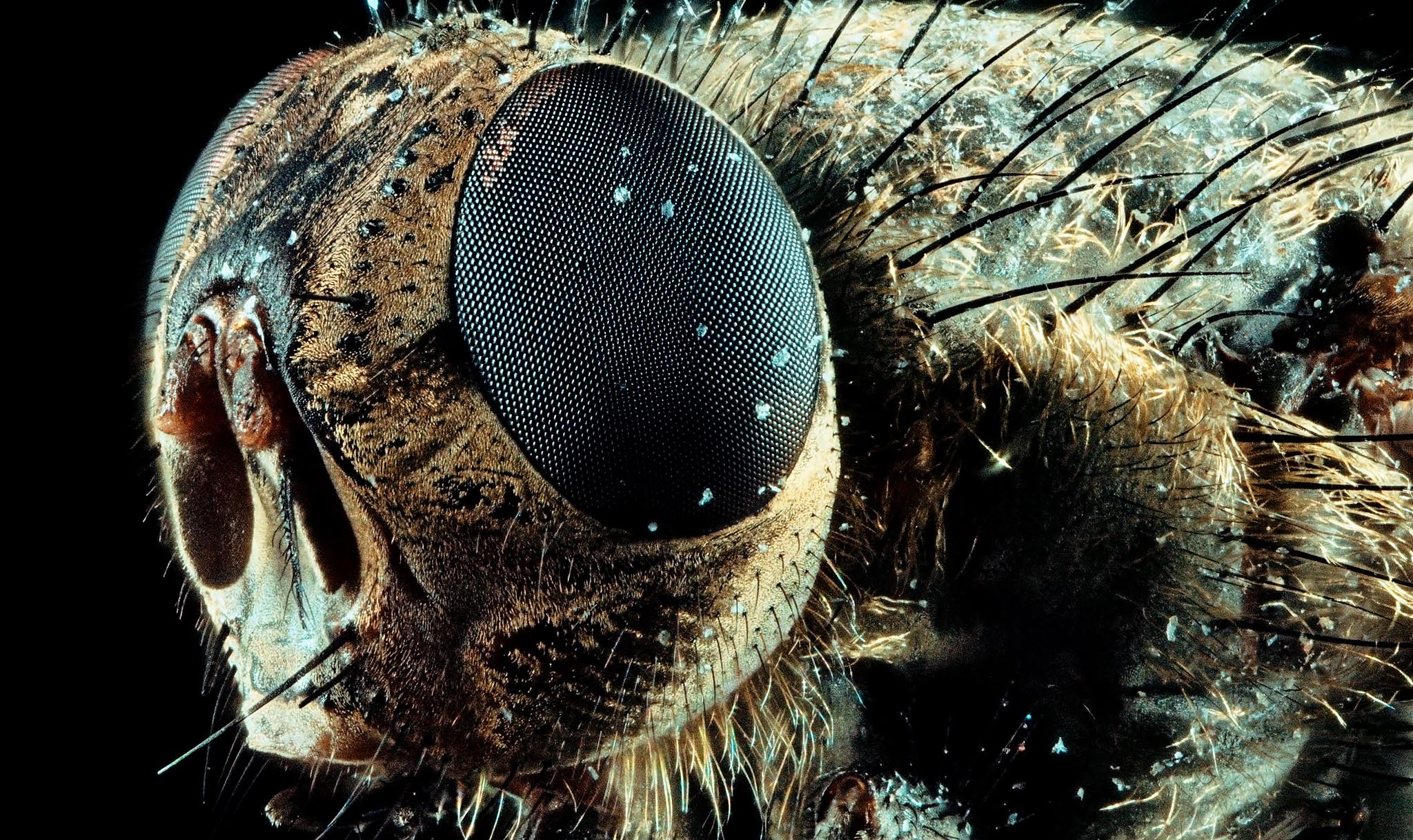 Microscope lenses on Pocket 6K – SCHWEINERT.COM